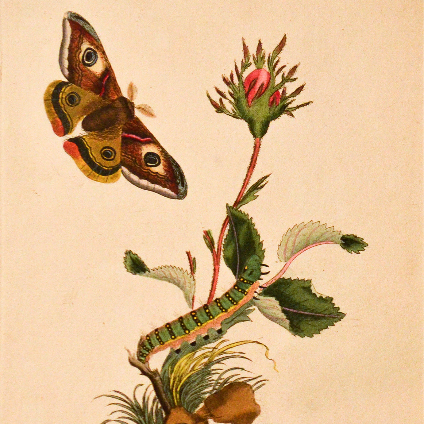 Donovan Natural History of British Insects (Matted, Second Collection ...