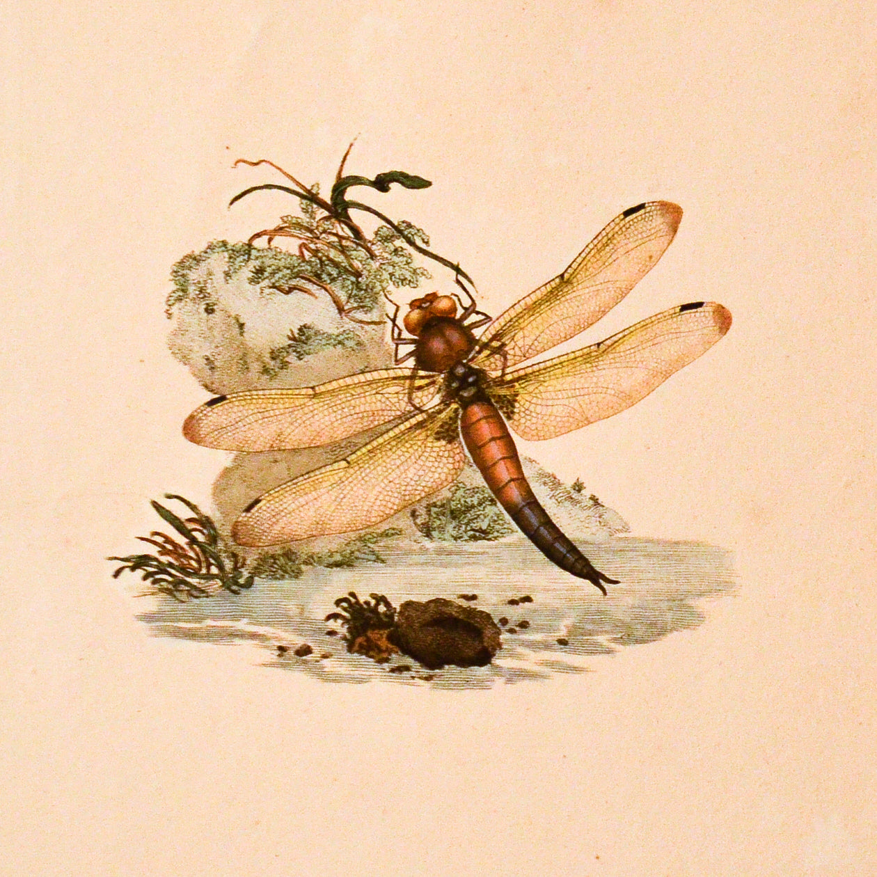 Donovan Natural History of British Insects (Matted, Third Collection ...