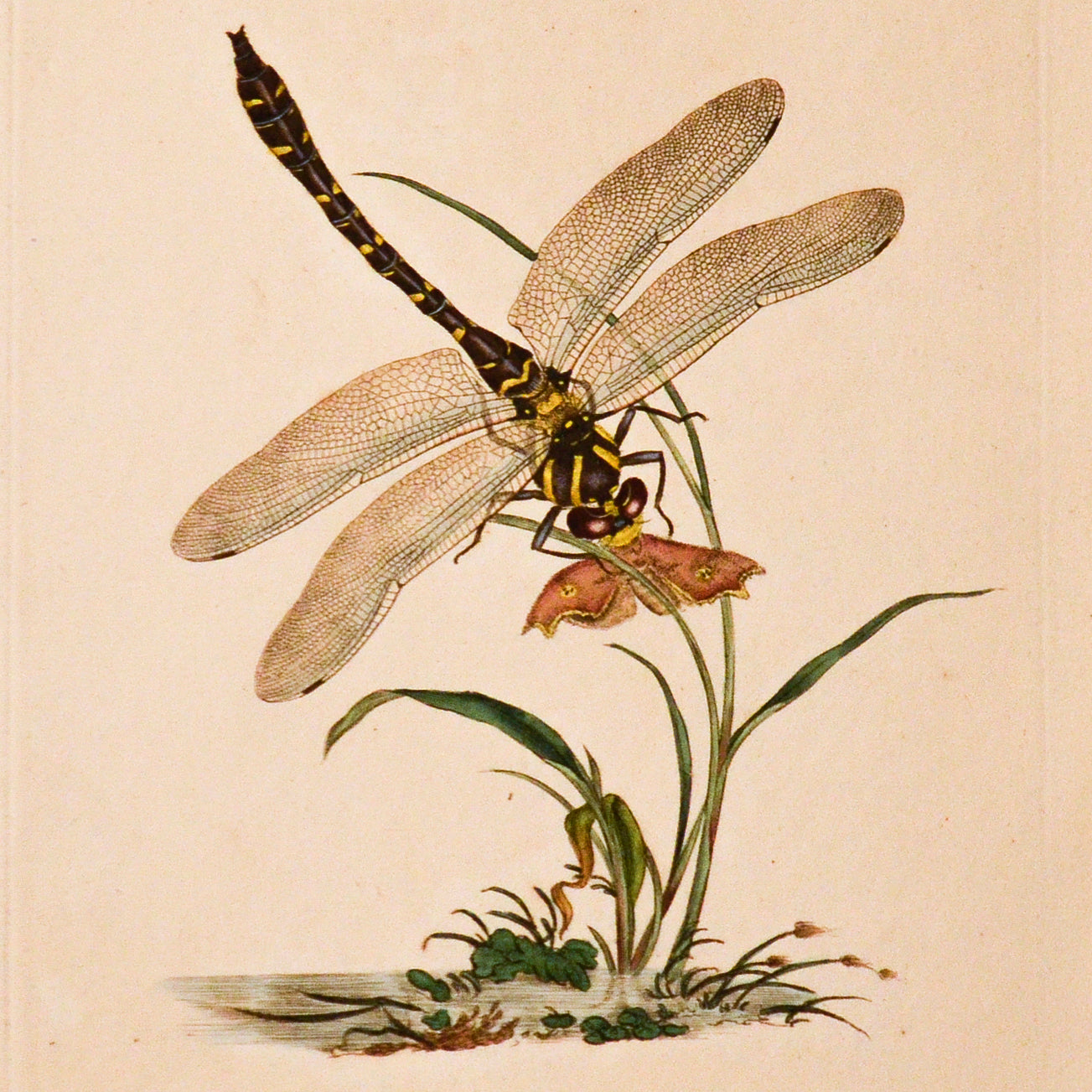 Donovan Natural History of British Insects (Matted, Third Collection ...